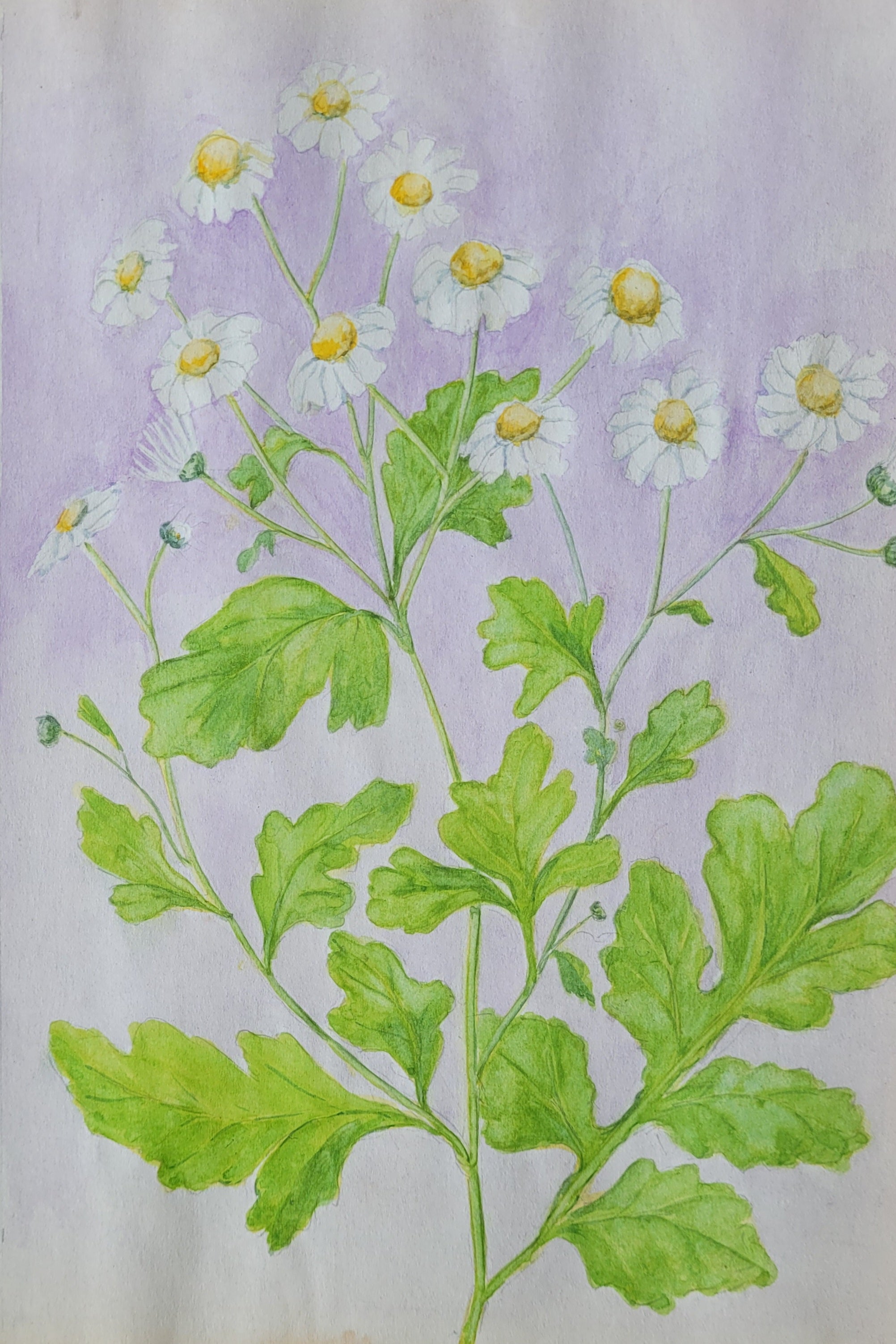 Pyrethrum Aureum Study – The Holwell Collection